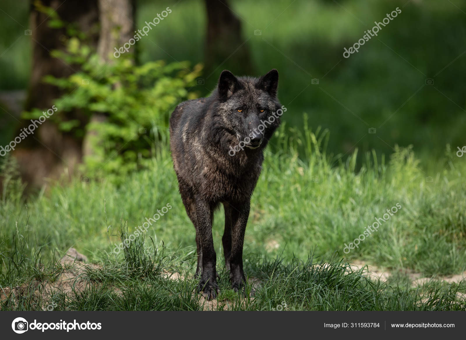 Schwarzer Wolf Im Wald Eurasischer Wolf – Wikipedia