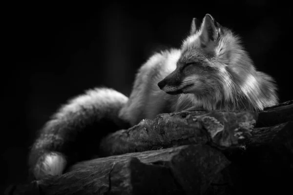 Fox Photography Black And White