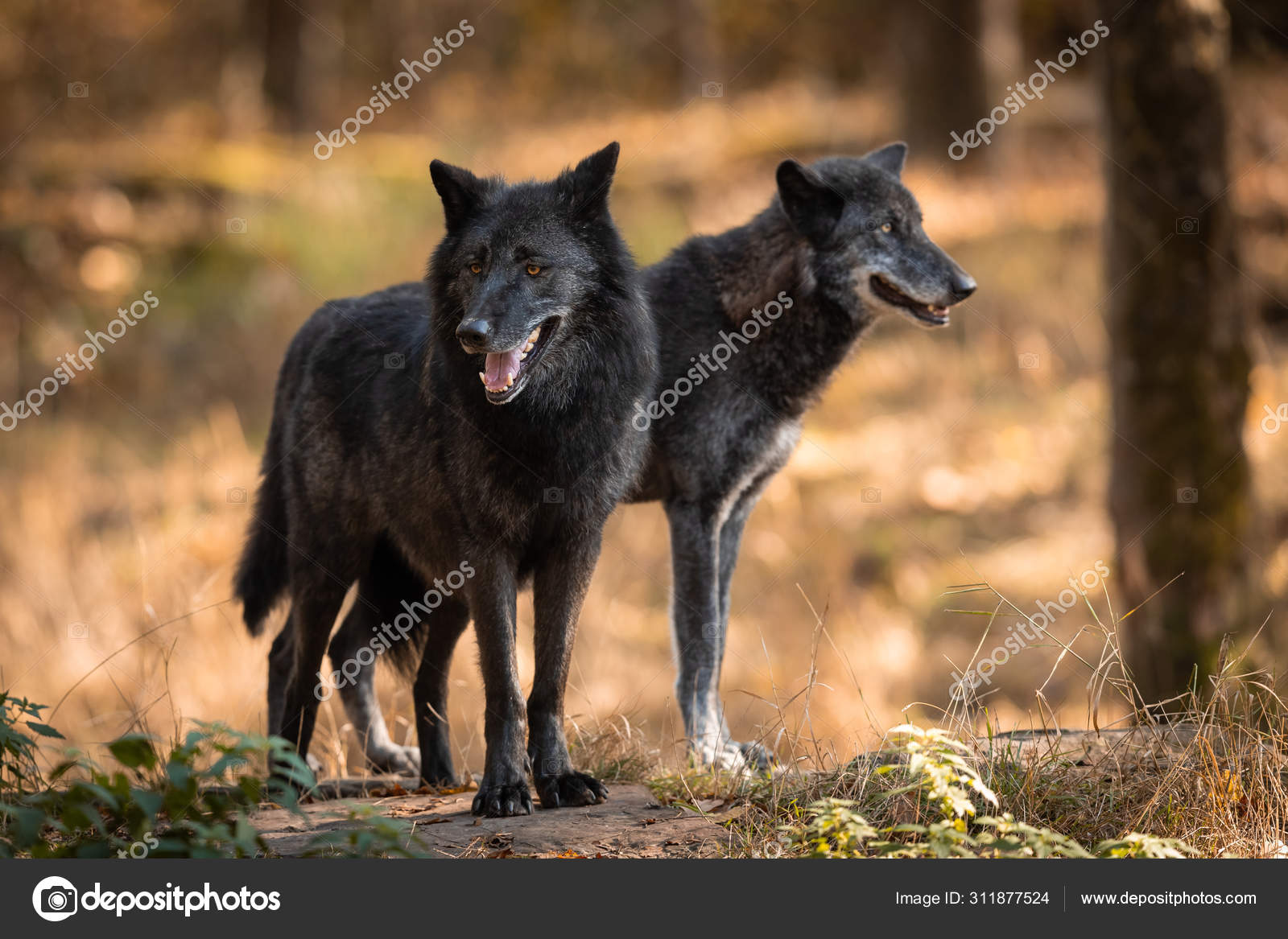 Two Black Wolves Together