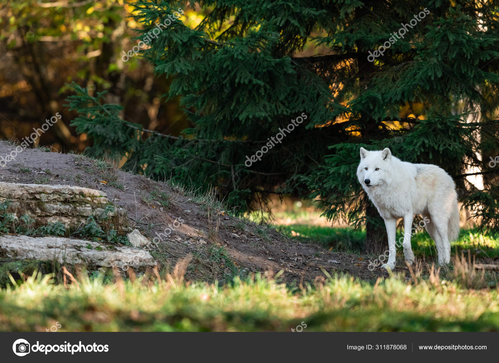 White Wolf Forest Stock Photo by ©waitandshoot 311878068