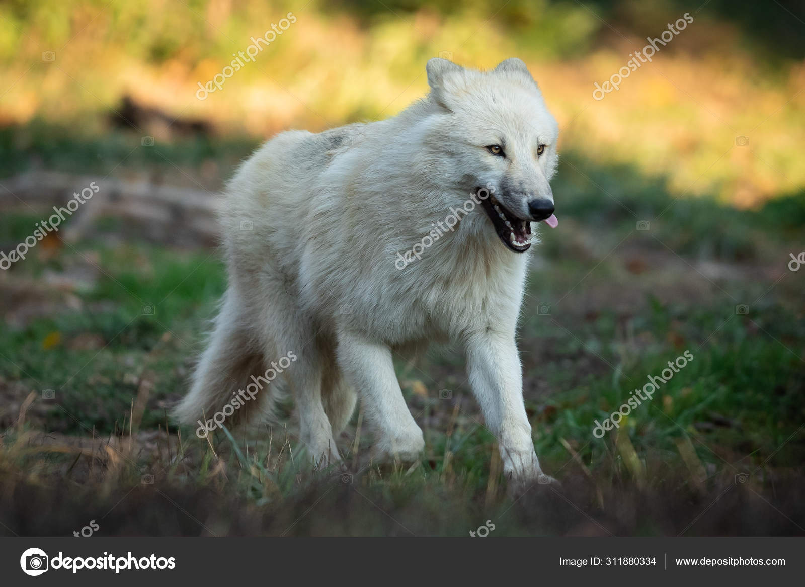 White Wolf Running