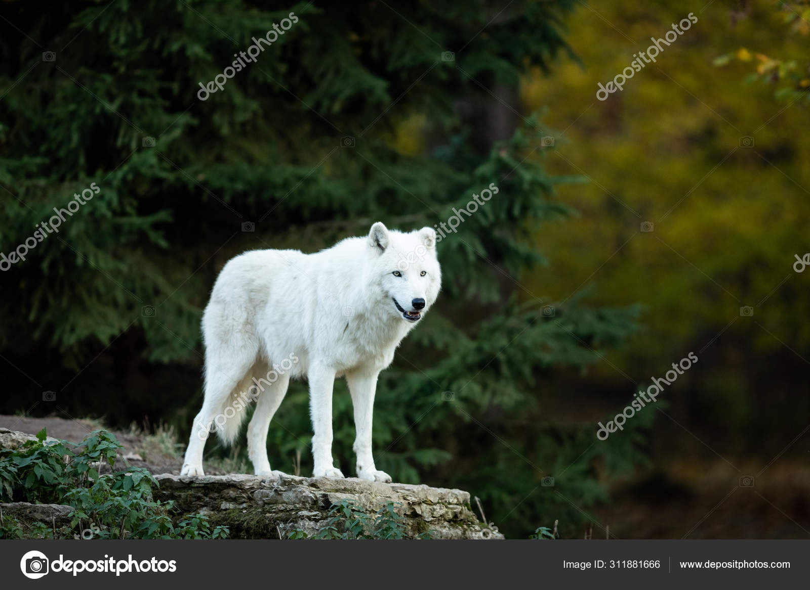 White Wolf Running Through Forest