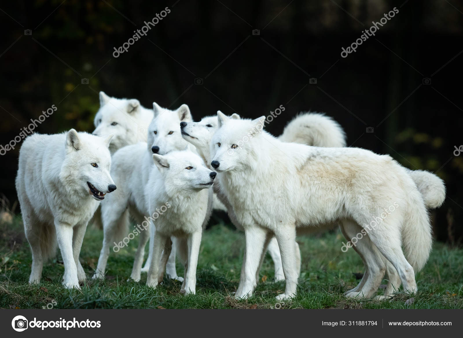 White Wolf Family Forest — Stock Photo © waitandshoot #311881794