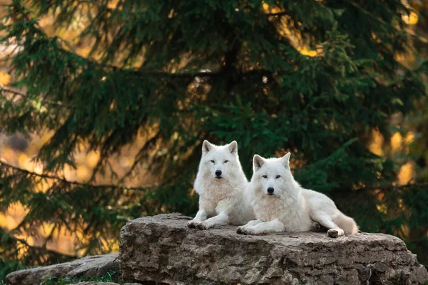 Wolf and dog Stock Photos, Royalty Free Wolf and dog Images | Depositphotos