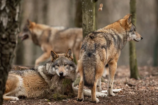 Wolf families Stock Photos, Royalty Free Wolf families Images ...