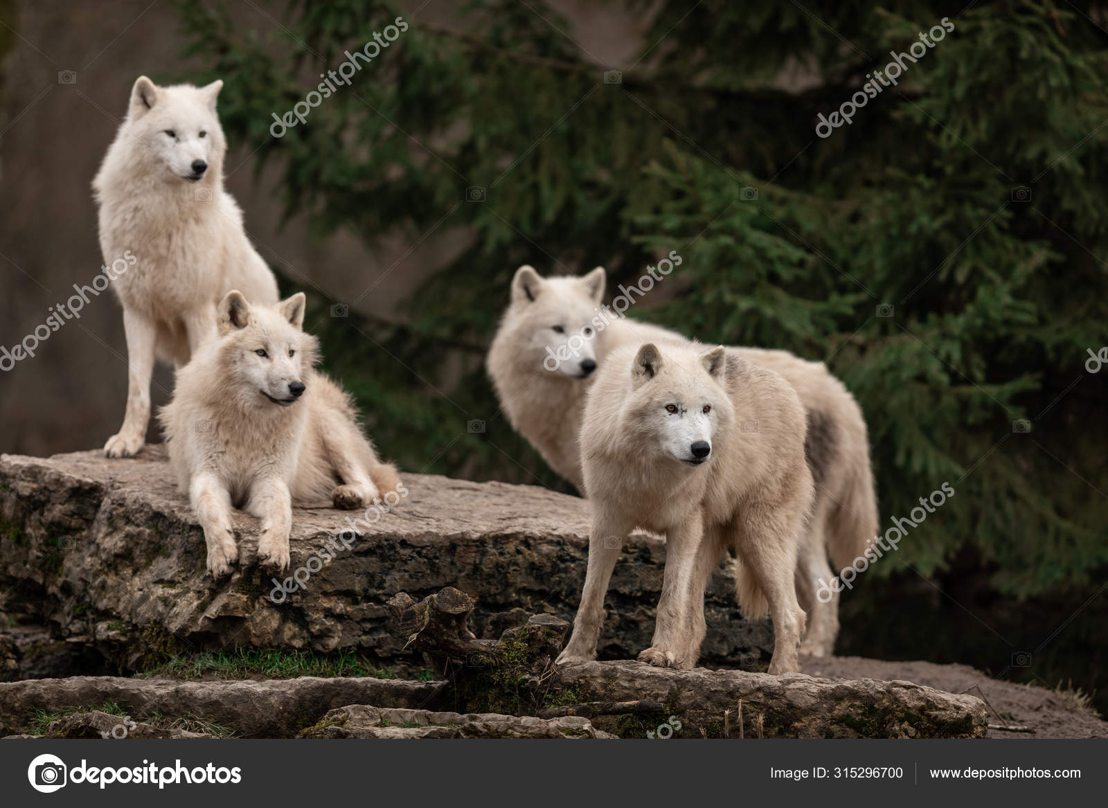 Arctic Wolf Family