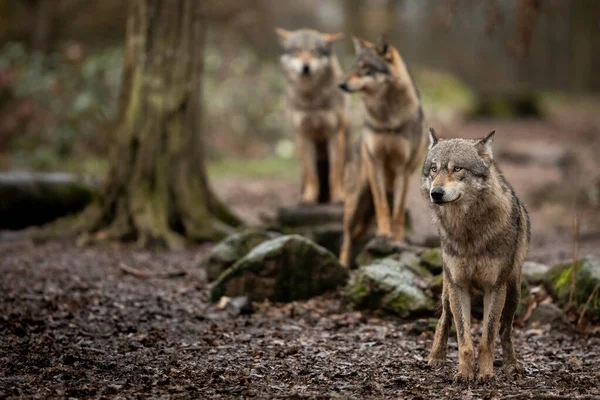 Jonge wolven Stock Photos, Royalty Free Jonge wolven Images | Depositphotos