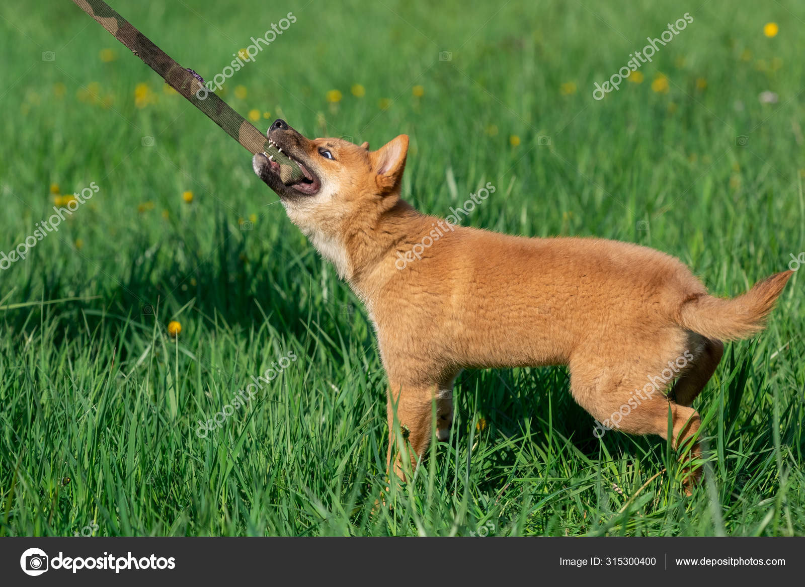 Young Shiba Inu Playing Grass Stock Photo by ©waitandshoot 315300400