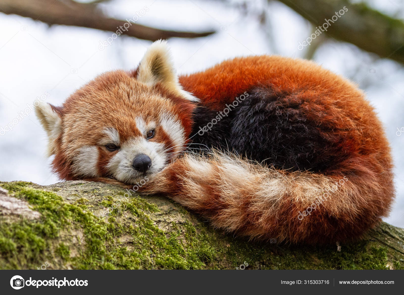 Red Panda Sleeping In A Tree