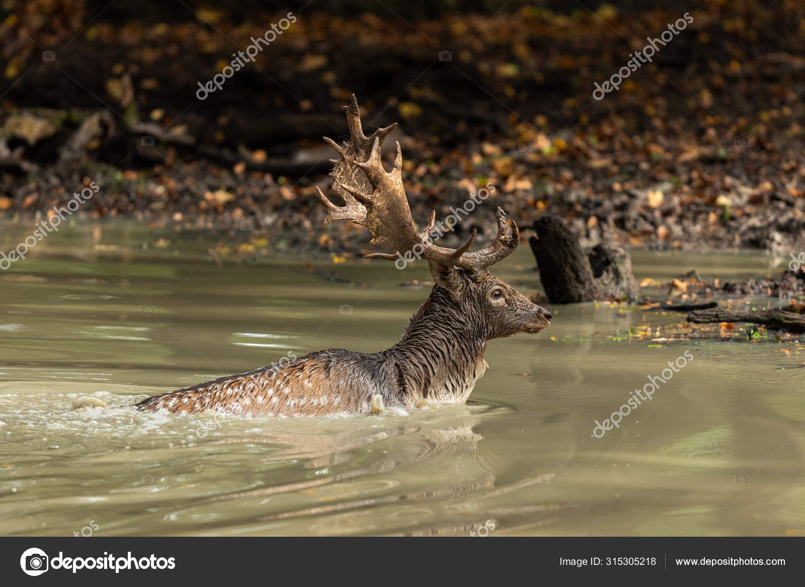 White Tailed Deer Swimming