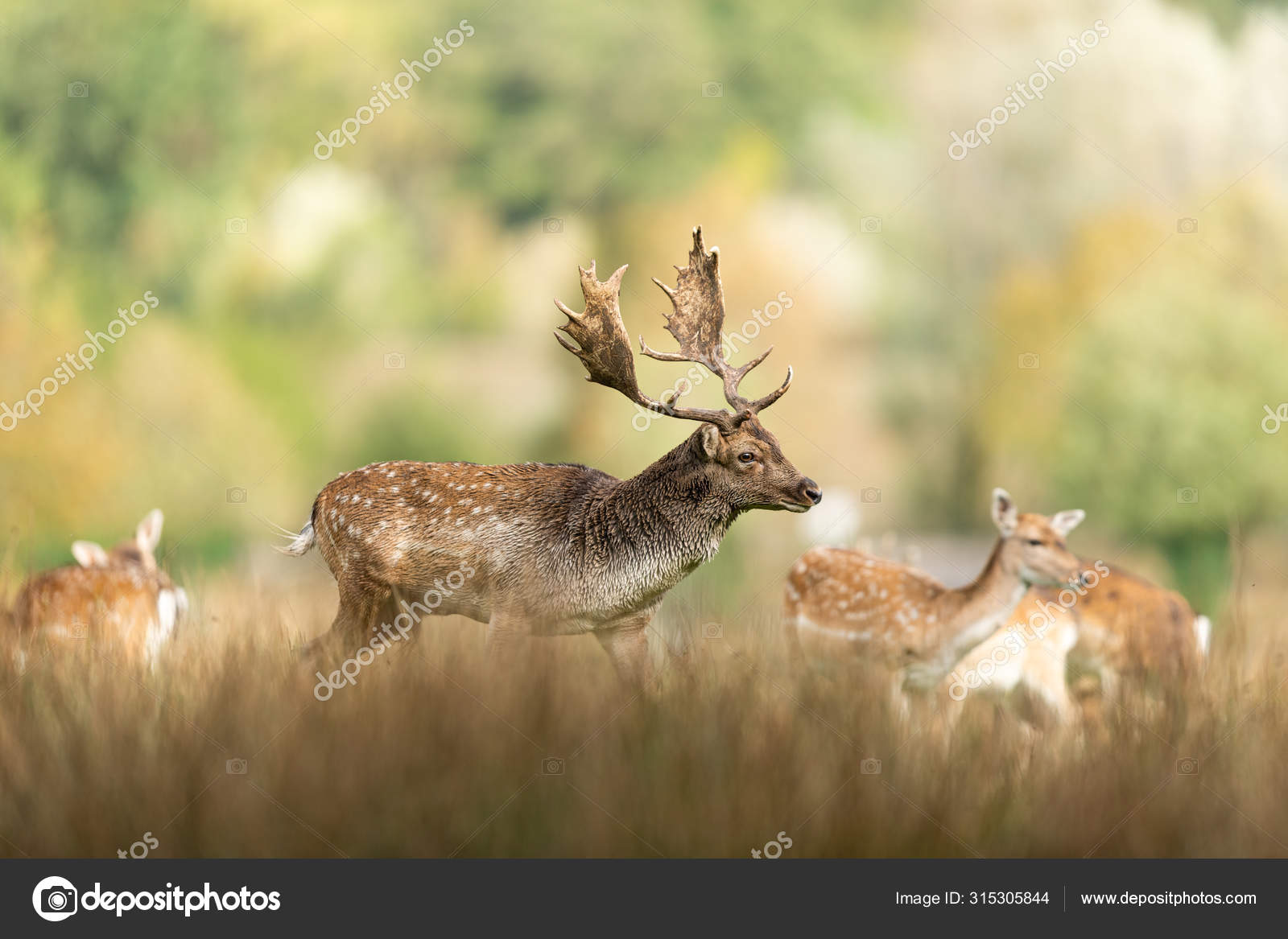 Fallow Deer Meadow Rut Stock Photo by ©waitandshoot 315305844