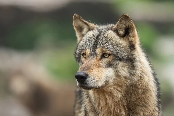 Portrait Gray Wolf — Stock Photo © waitandshoot #522495224