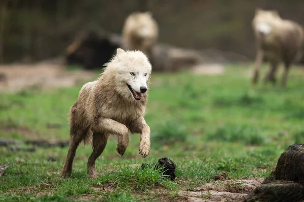 White Wolf Running Away