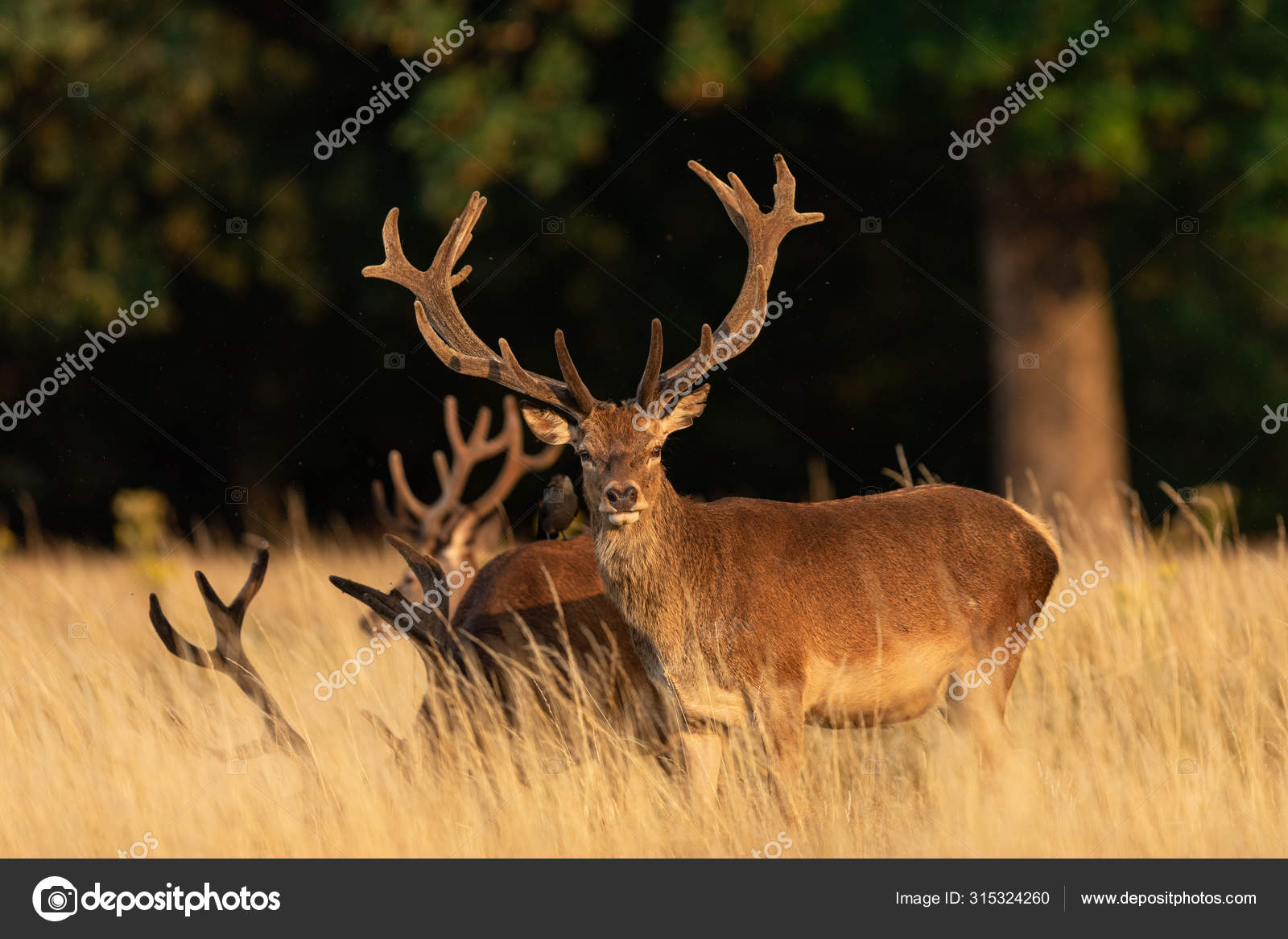 Red Deer Meadow Summer Stock Photo by ©waitandshoot 315324260