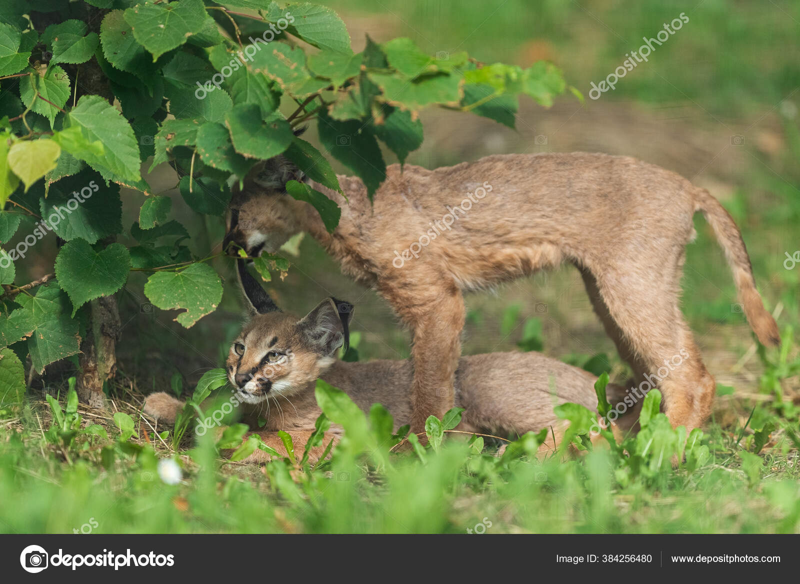 Baby Caracal