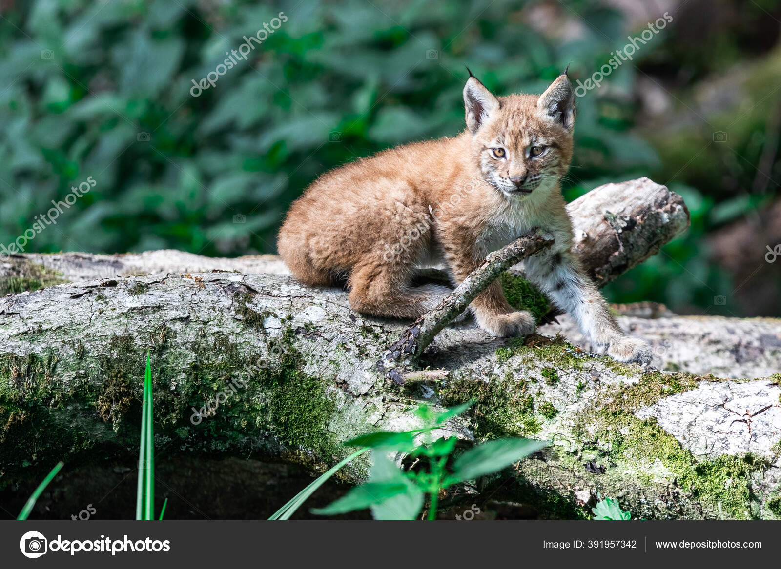Baby Lynx