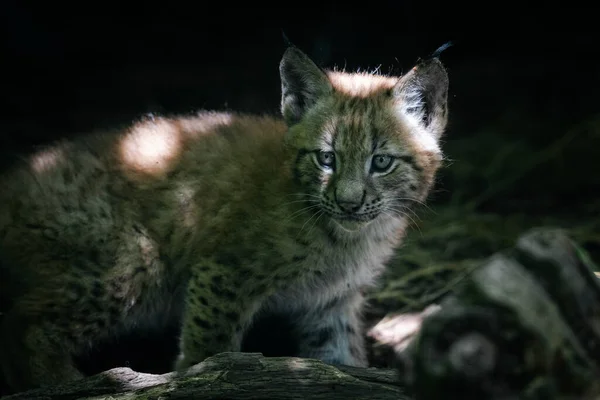 Baby Black Bobcat