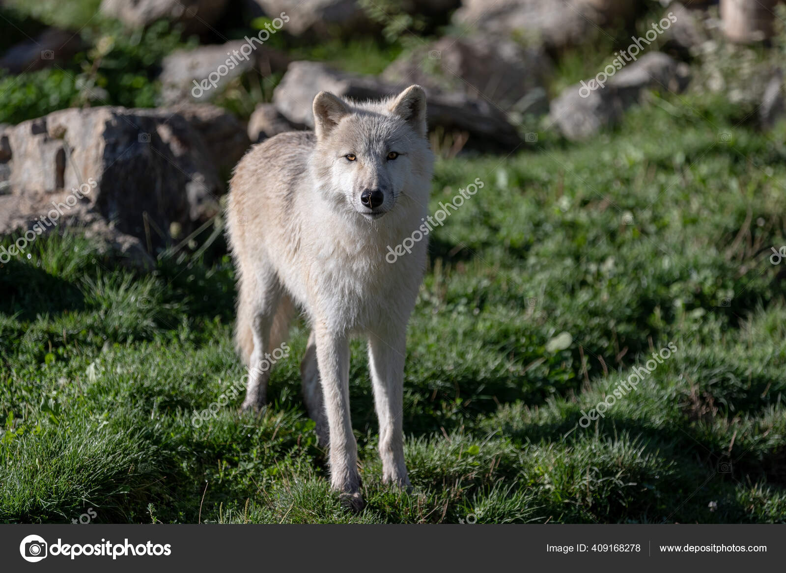 White Wolf Running Through Forest