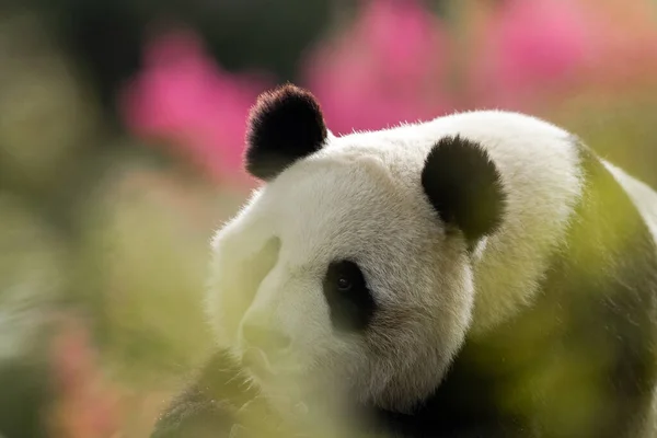 Panda perfil Stock Photos, Royalty Free Panda perfil Images | Depositphotos