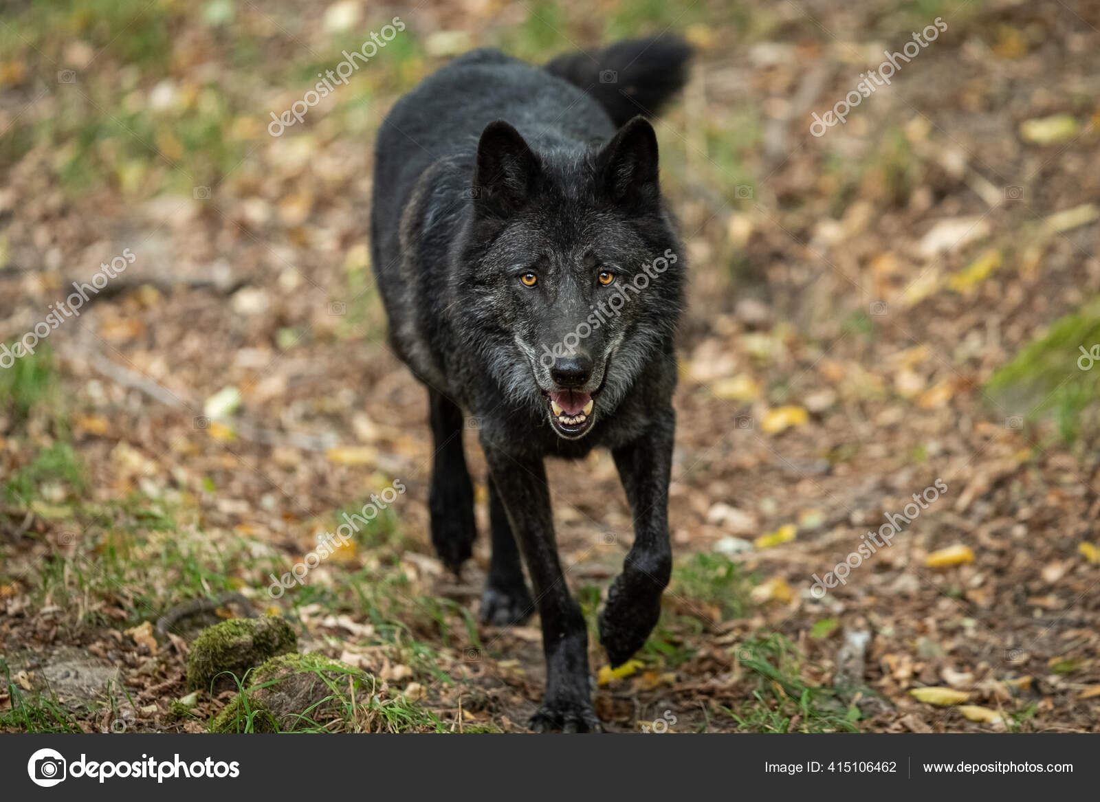 Schwarzer Wolf Im Wald Eurasischer Wolf – Wikipedia