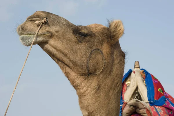 Camel doctor Stock Photos, Royalty Free Camel doctor Images | Depositphotos
