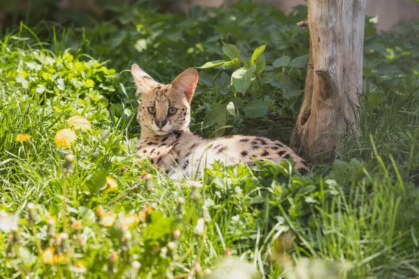 Serval installation Stock Photos, Royalty Free Serval installation ...