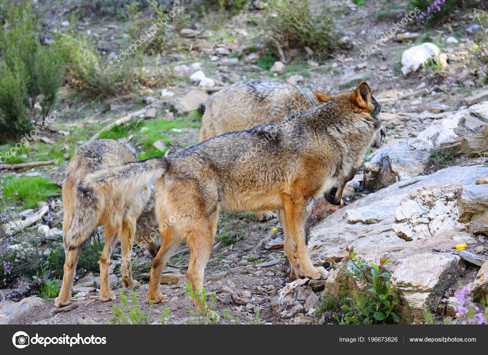 Iberian Wolf Native Iberian Peninsula Hated Farmers Almost Led ...