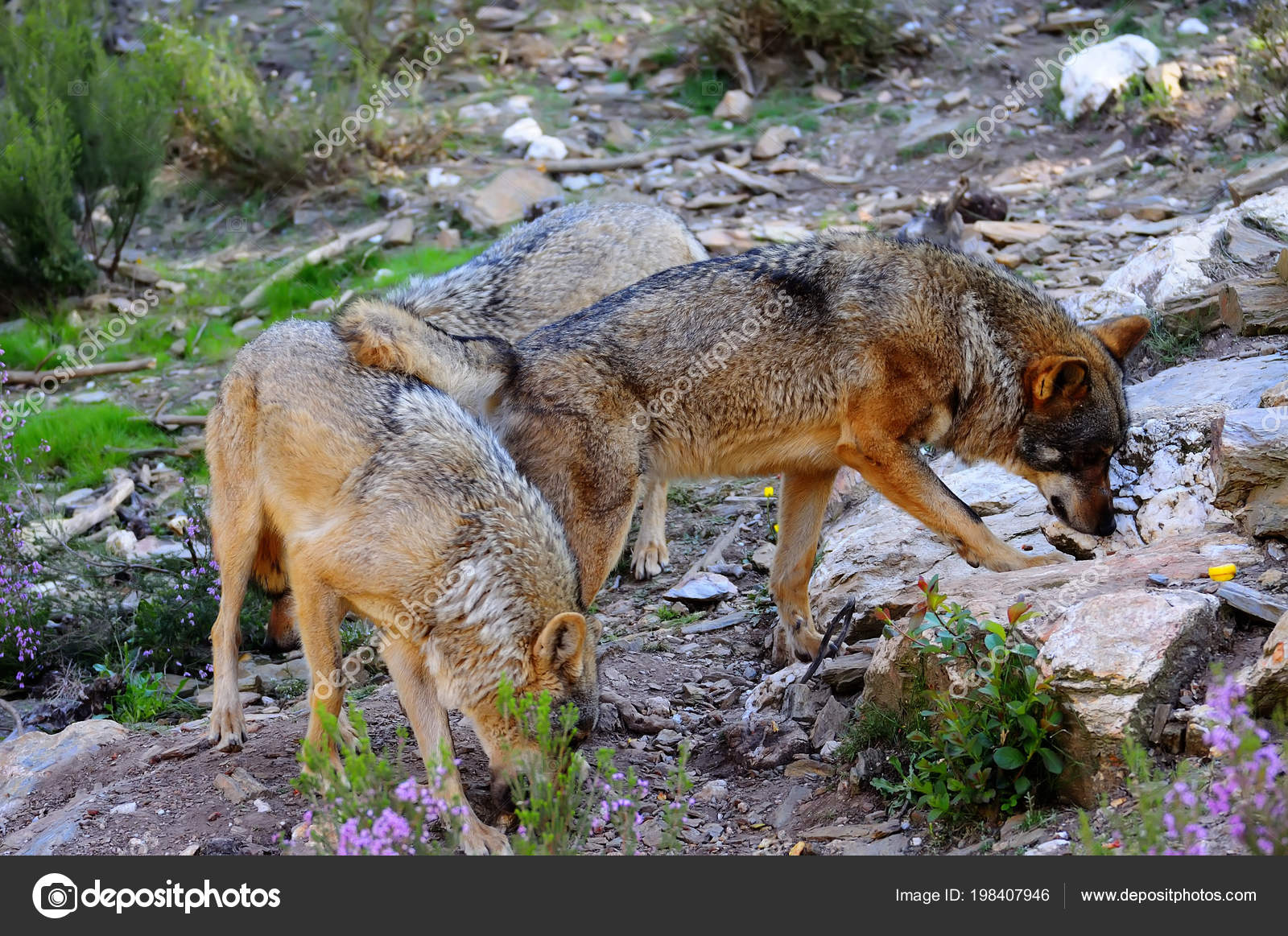 Iberian Wolf Native Iberian Peninsula Hated Farmers Almost Led ...
