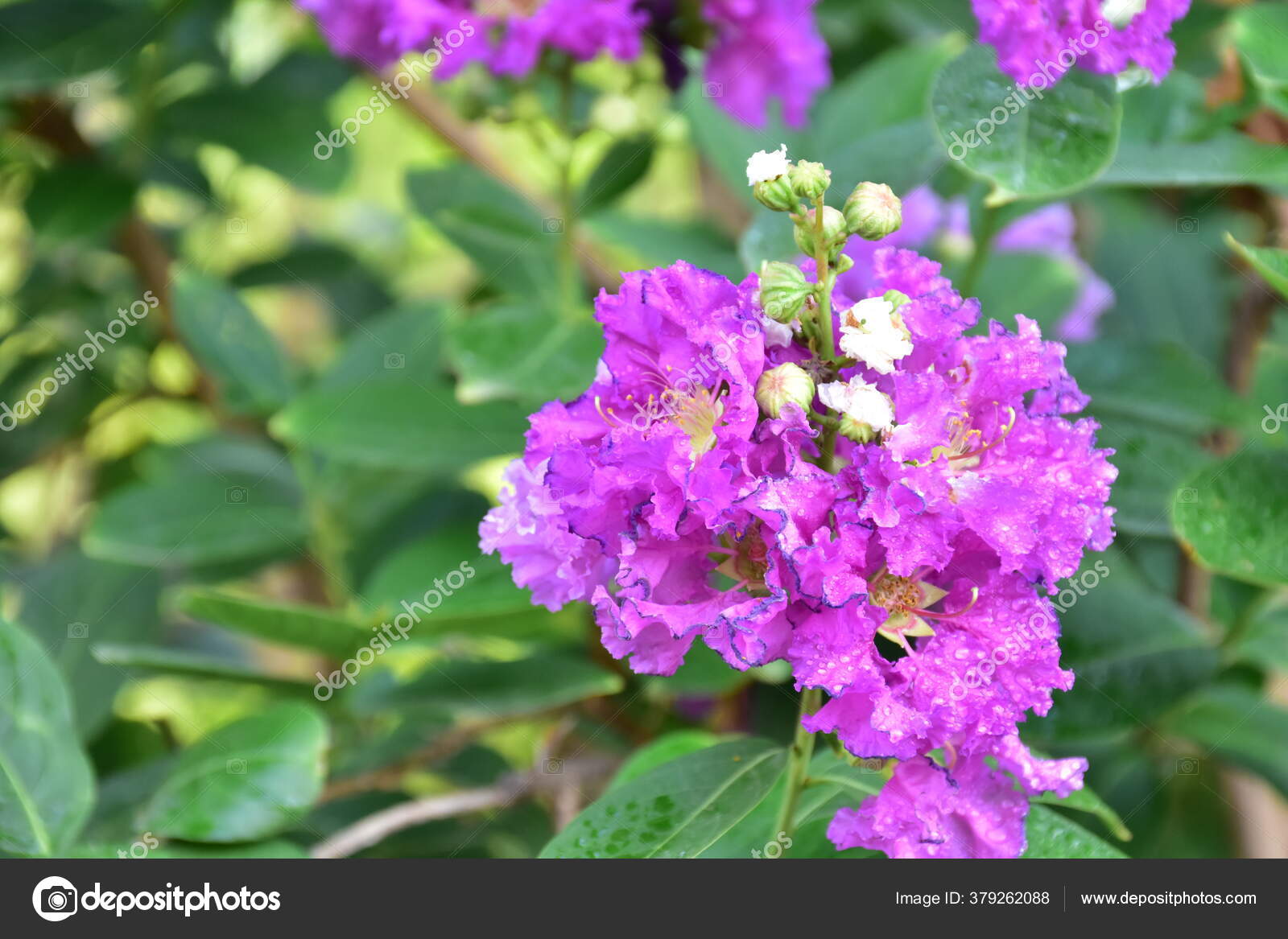 Crape Flower Chinese Crape Myrtle — Stock Photo © Sophonnawit #379262088