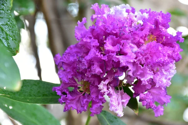 Crape Flower Chinese Crape Myrtle — Stock Photo © Sophonnawit #379262088