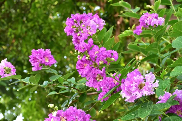 Crape Flower Chinese Crape Myrtle — Stock Photo © Sophonnawit #379262088
