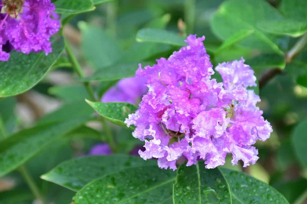 Crape Flower Chinese Crape Myrtle — Stock Photo © Sophonnawit #379262088