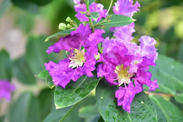 Crape Flower Chinese Crape Myrtle — Stock Photo © Sophonnawit #379262088