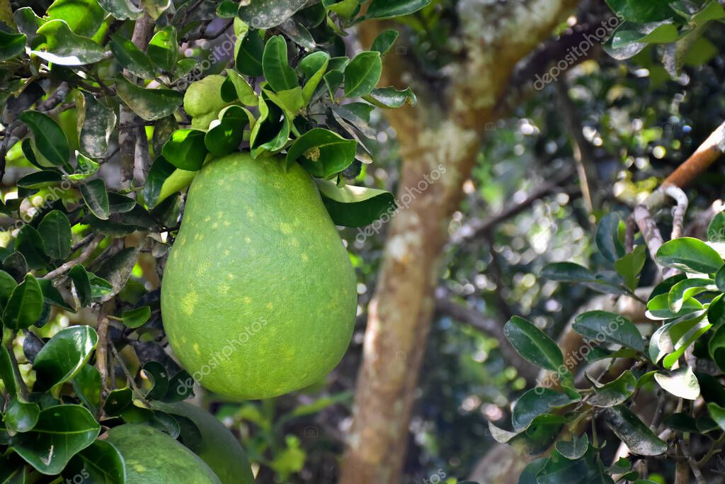 Un gran pomelo verde redondo colgando de su árbol. Tiene un sabor ...