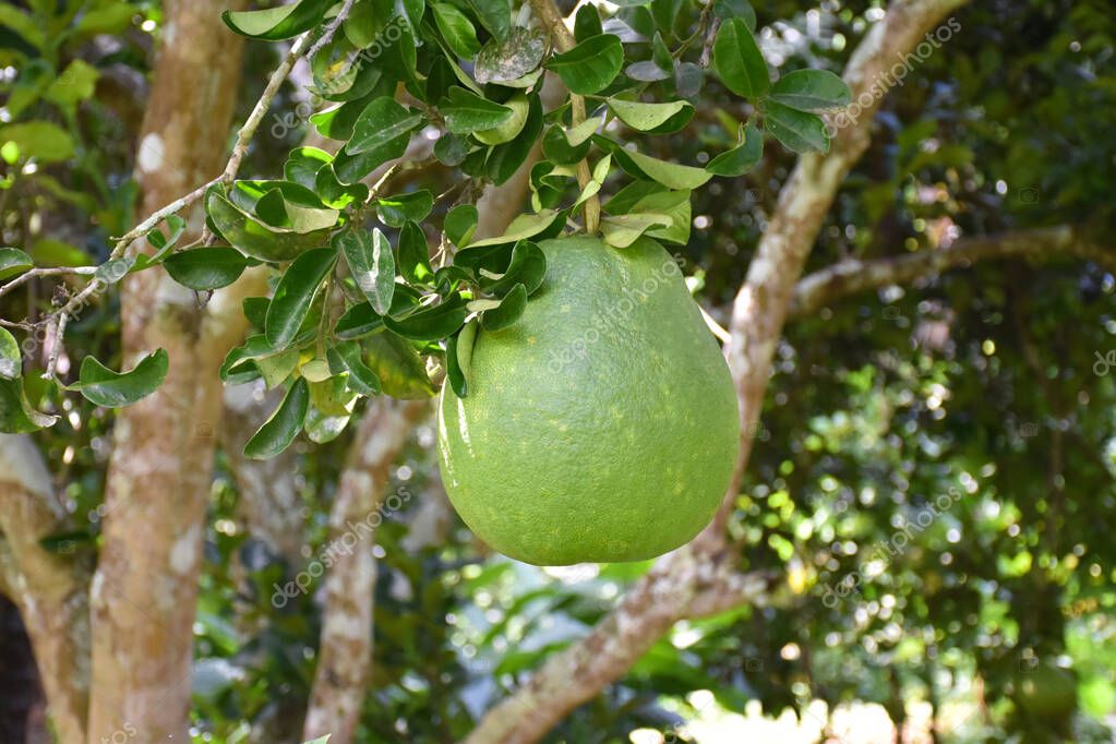 Un gran pomelo verde redondo colgando de su árbol. Tiene un sabor ...