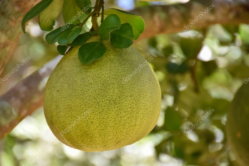 Un gran pomelo verde redondo colgando de su árbol. Tiene un sabor ...