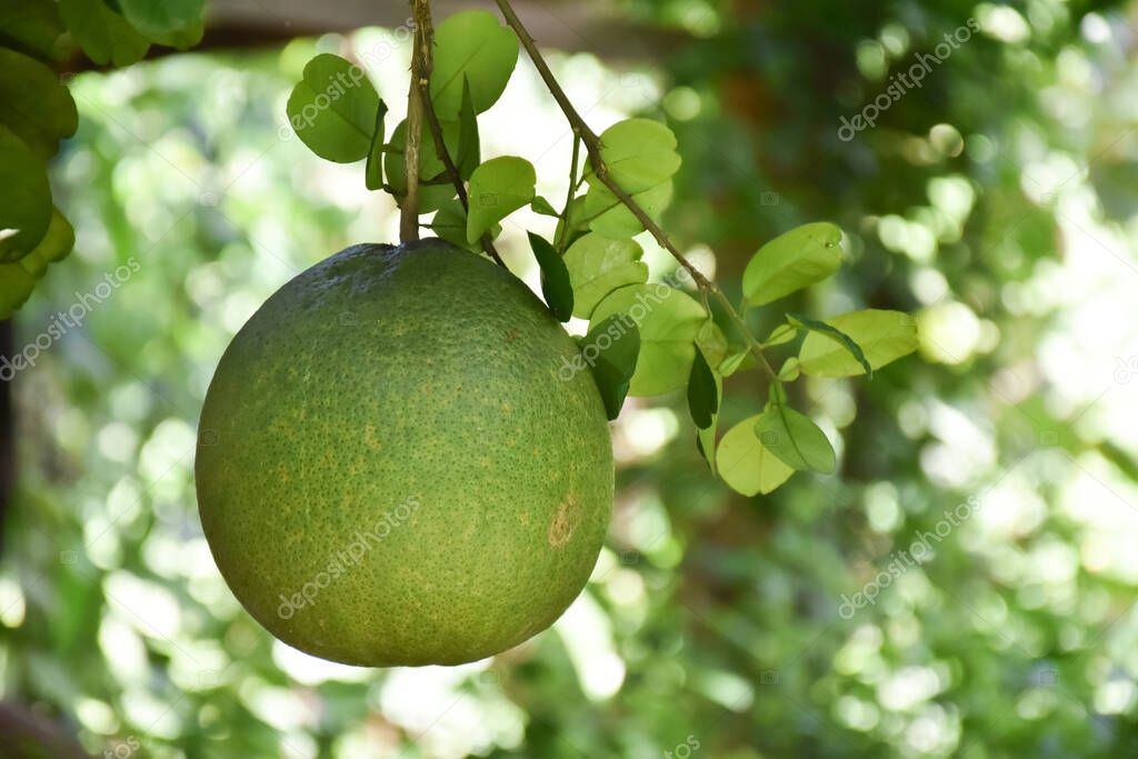 Un gran pomelo verde redondo colgando de su árbol. Tiene un sabor ...