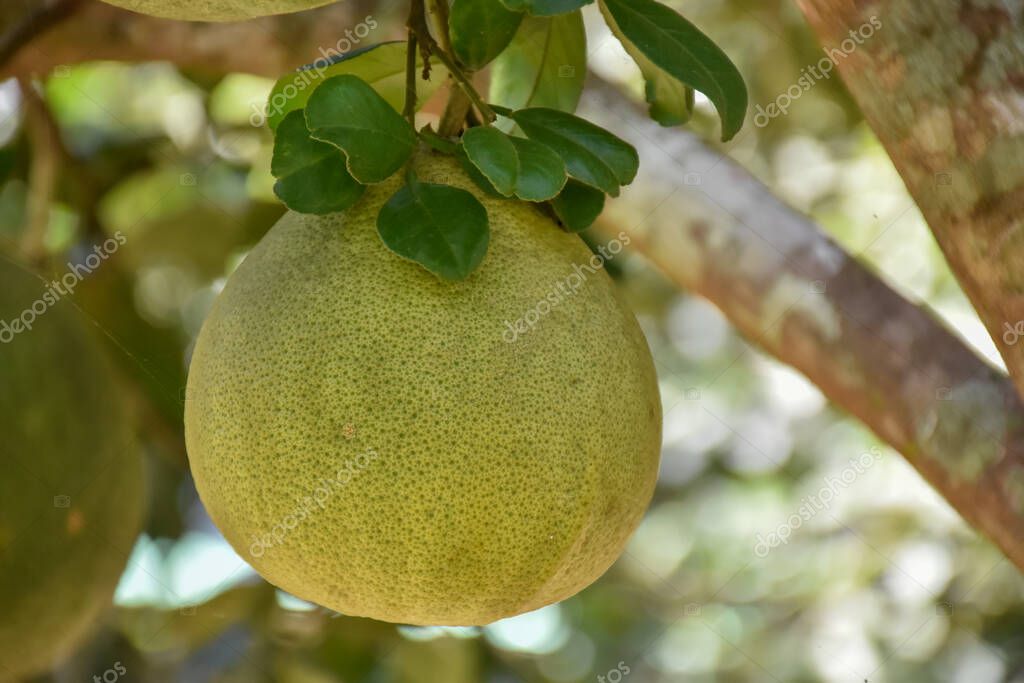 Un gran pomelo verde redondo colgando de su árbol. Tiene un sabor ...