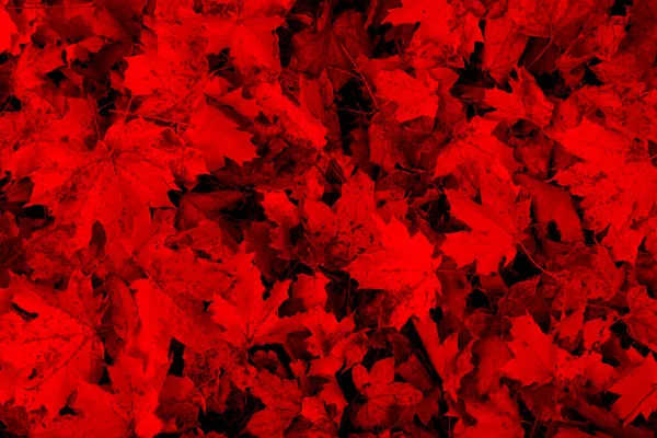 Red forest Stock Photos, Royalty Free Red forest Images | Depositphotos