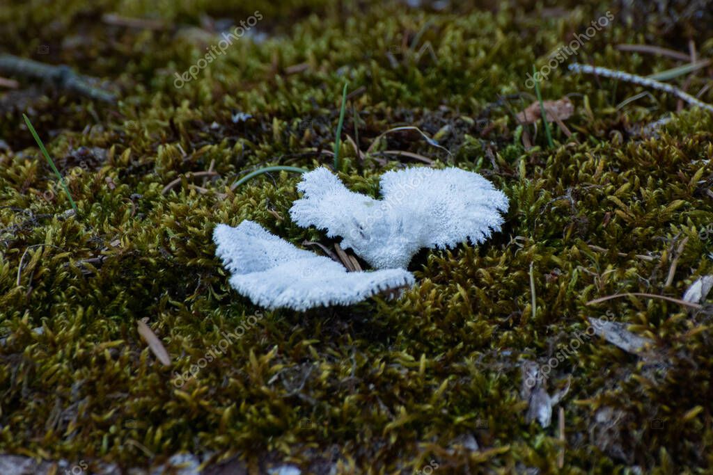 Primer plano de una seta aglomerada común, Schizophyllum commune o ...