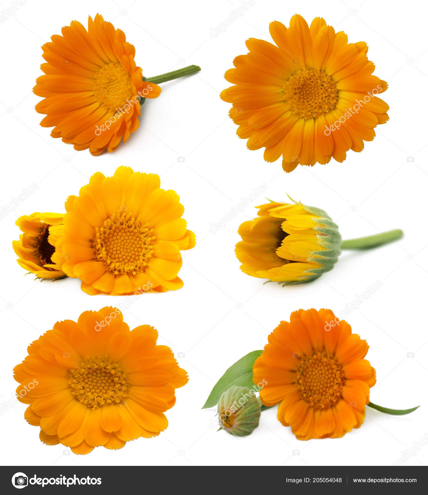 Big Selection Marigold Flowers Leaves Isolated White Background — Stock ...