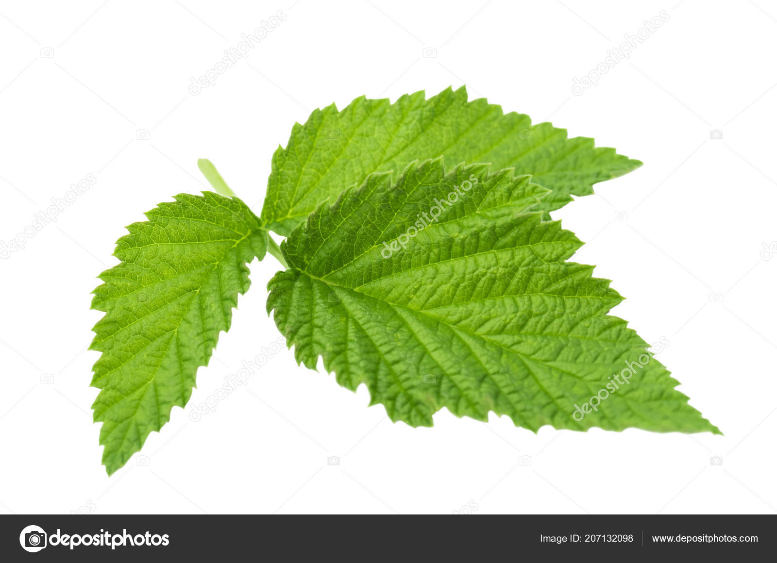 Raspberry Leaf Isolated White Background — Stock Photo © ulkan #207132098