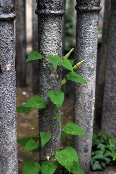 Part of an old crumbling building, foundation, column and plants ...