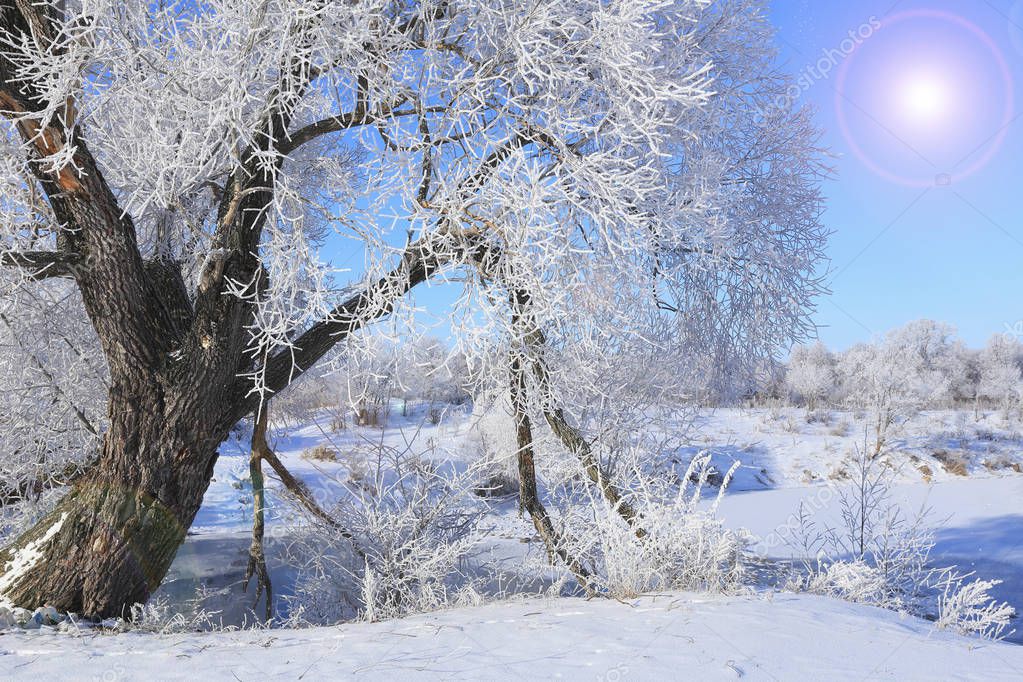 Árboles de paisaje invernal en las heladas en un campo nevado en la ...