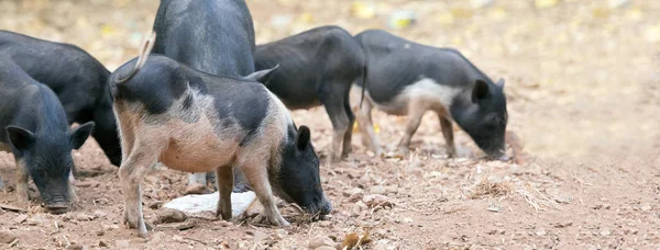 Crisis de la ganadería Stock Photos, Royalty Free Crisis de la ...