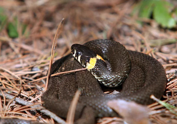 Black adder Stock Photos, Royalty Free Black adder Images | Depositphotos