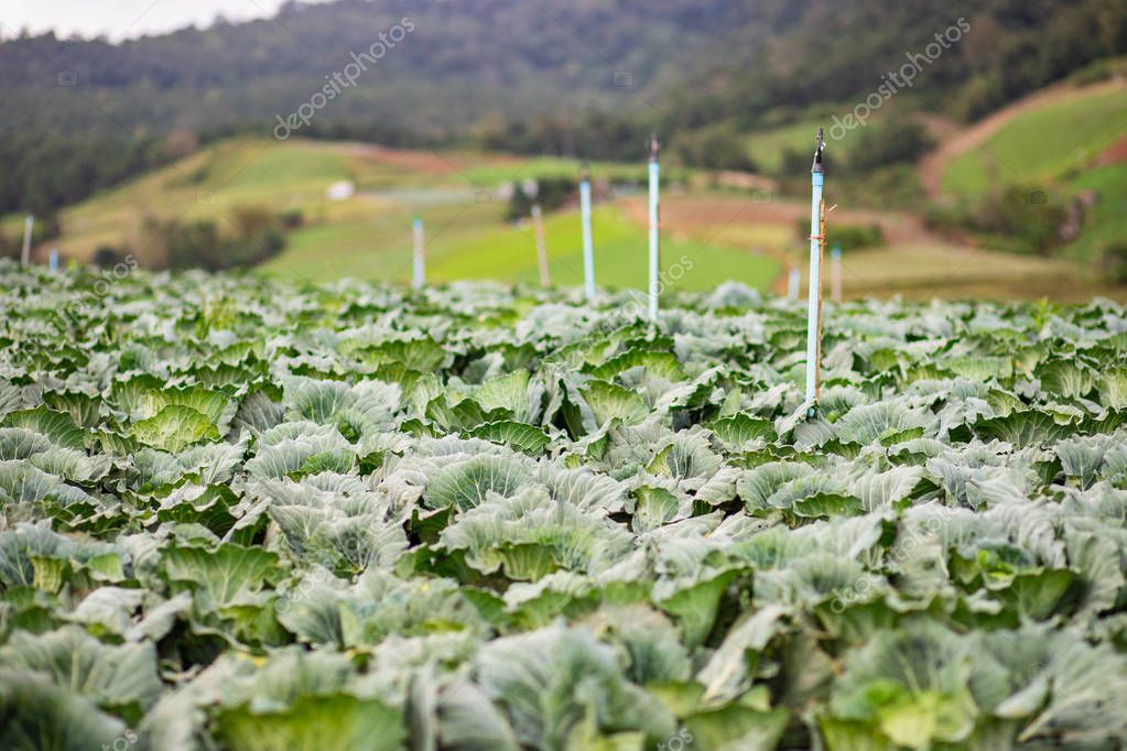 Campo de repollo en colina empinada, granja de repollo lista para ...