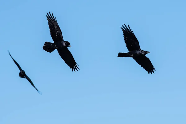 Three Common Ravens Flying Blue Sky — Stock Photo © rck953 #423404414