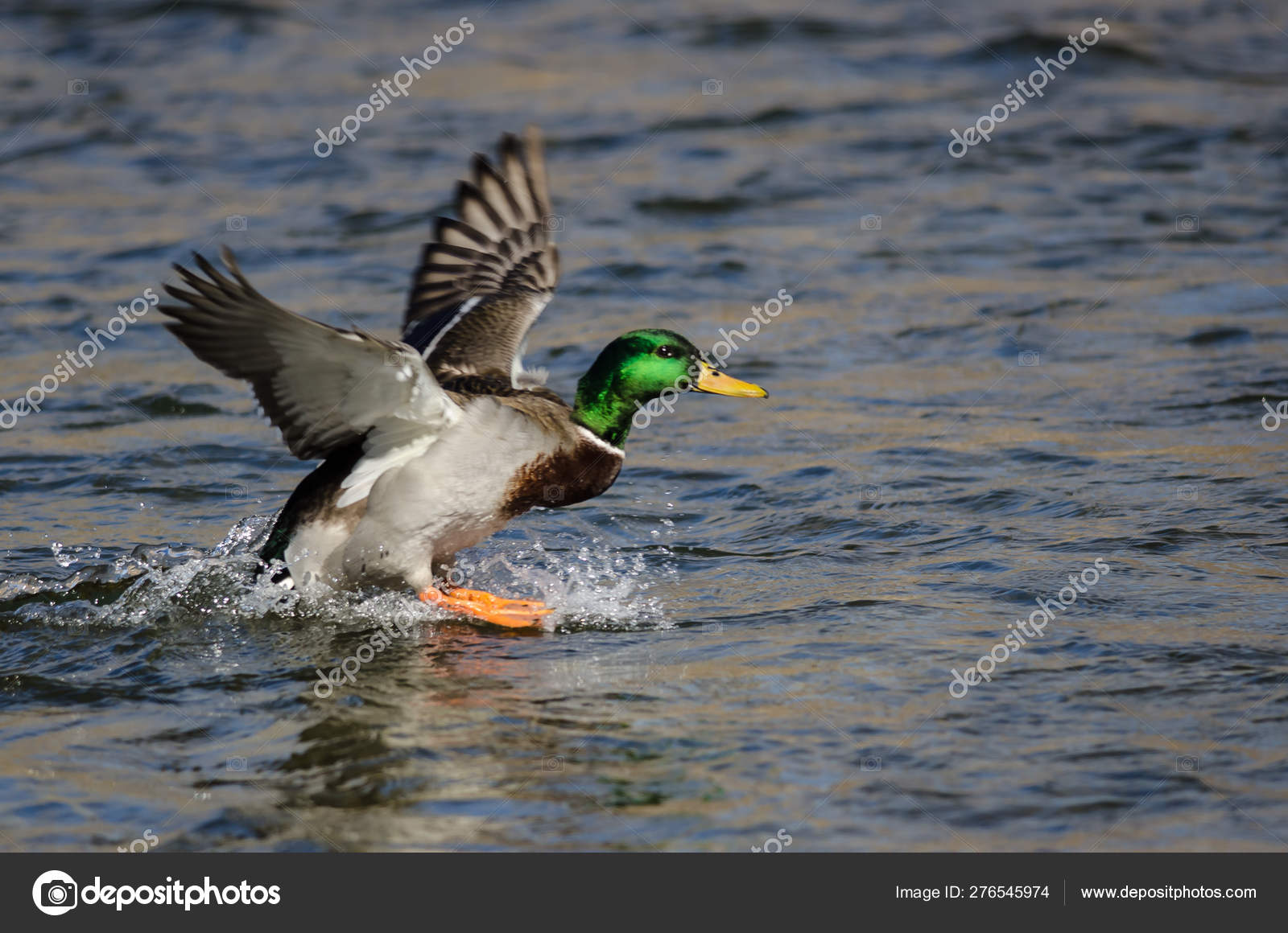 Mallard Duck Landing