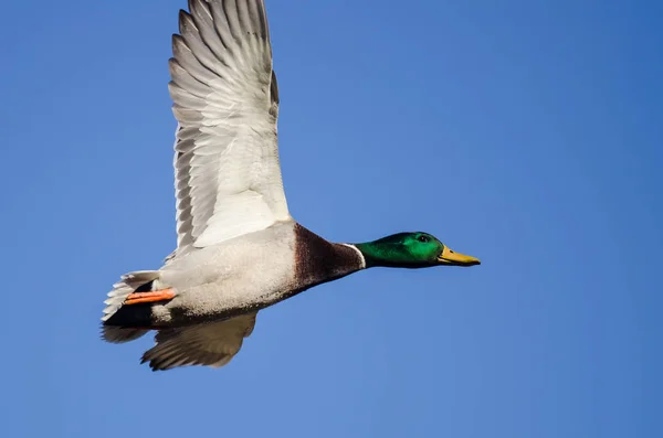 Flying Mallard Duck Baby